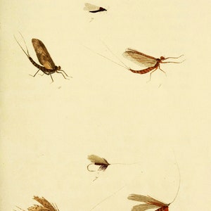 Fly Fisher's Entomology Vintage Trout Insect Illustrations | Image ...