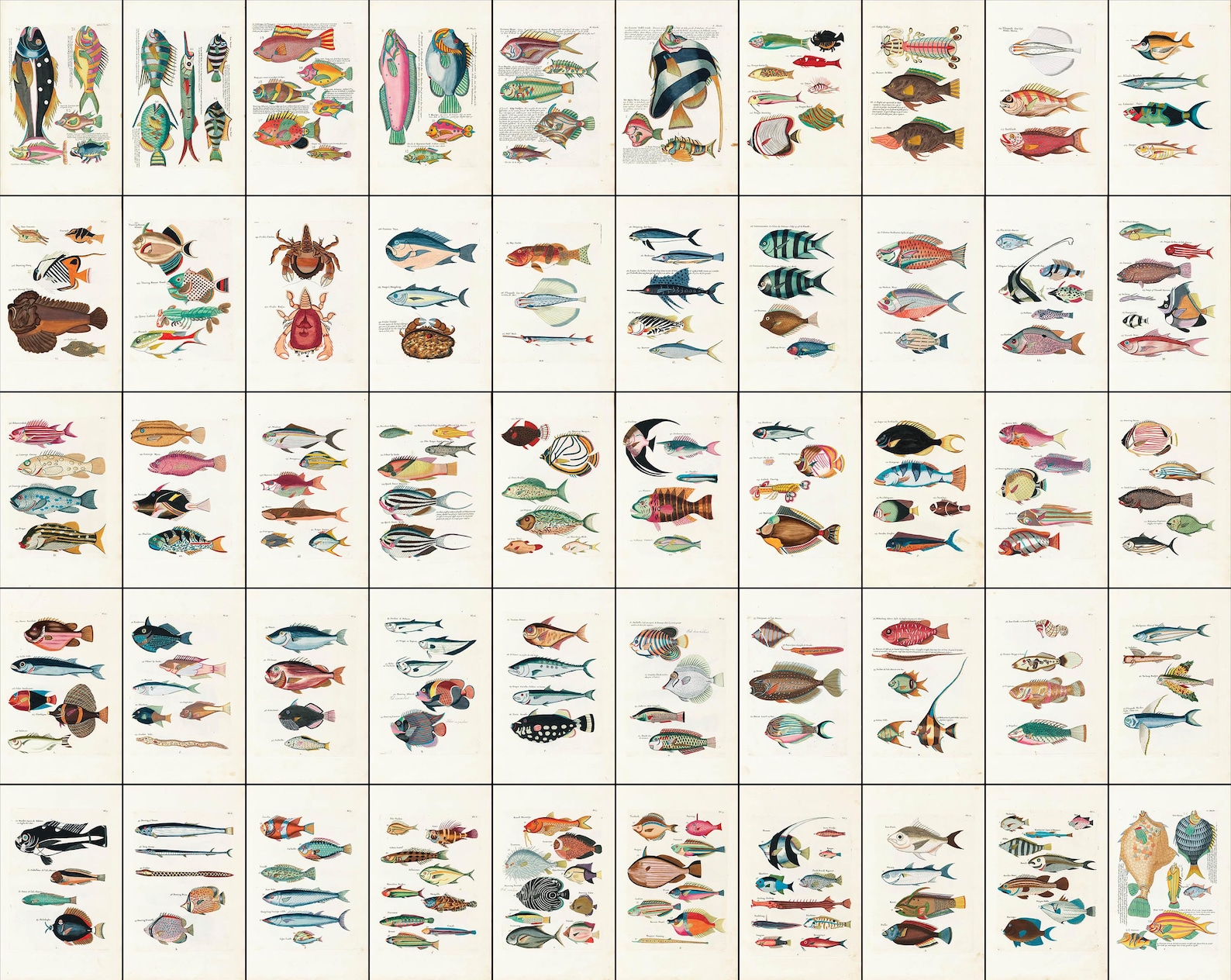 Rare Indian Sea Fish Natural History Plates Set 1 | 50 Vintage Images ...