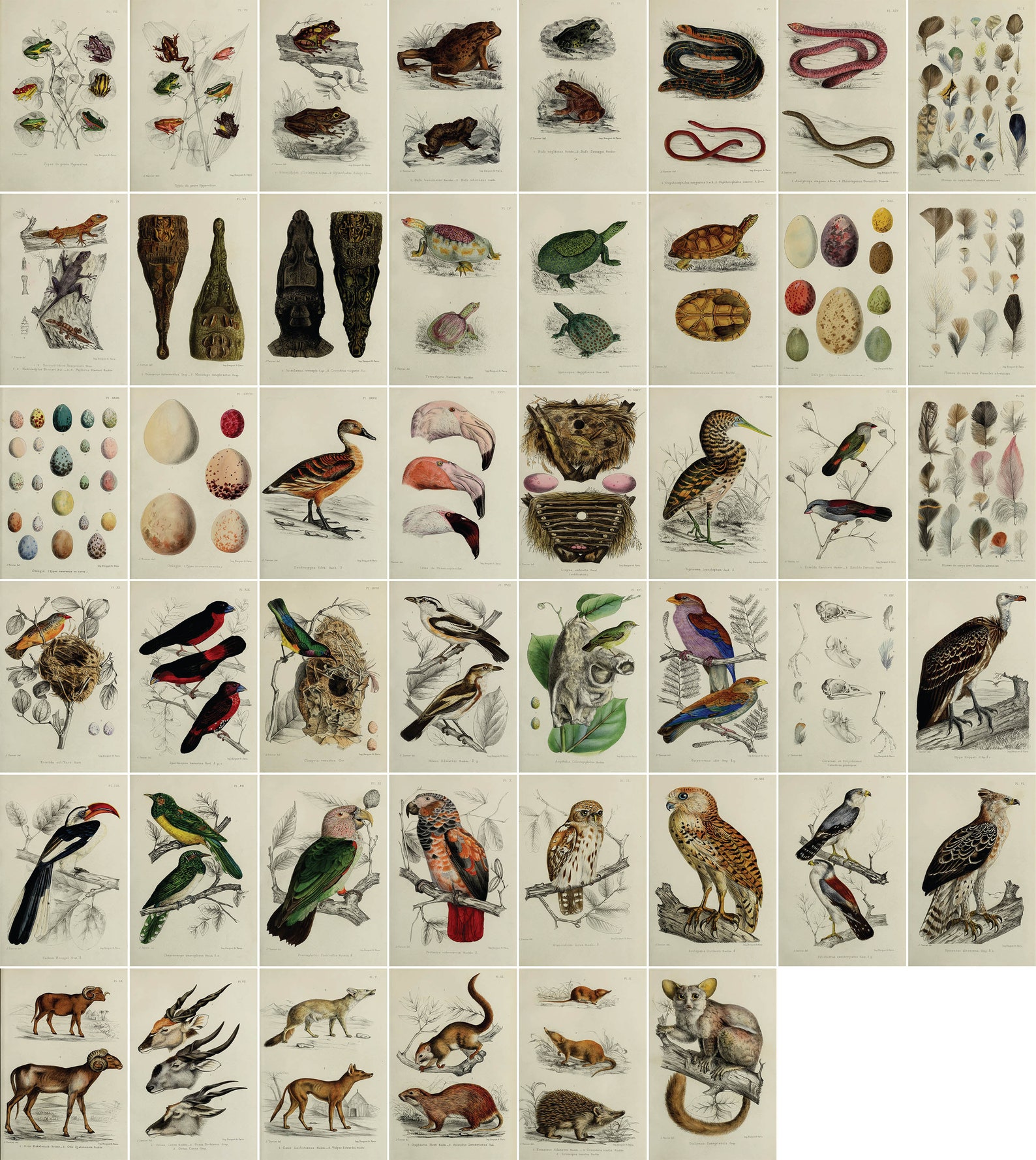 Vertebrate Fauna of Africa | 75 Images Bundle Printable Wall Art Bundle ...