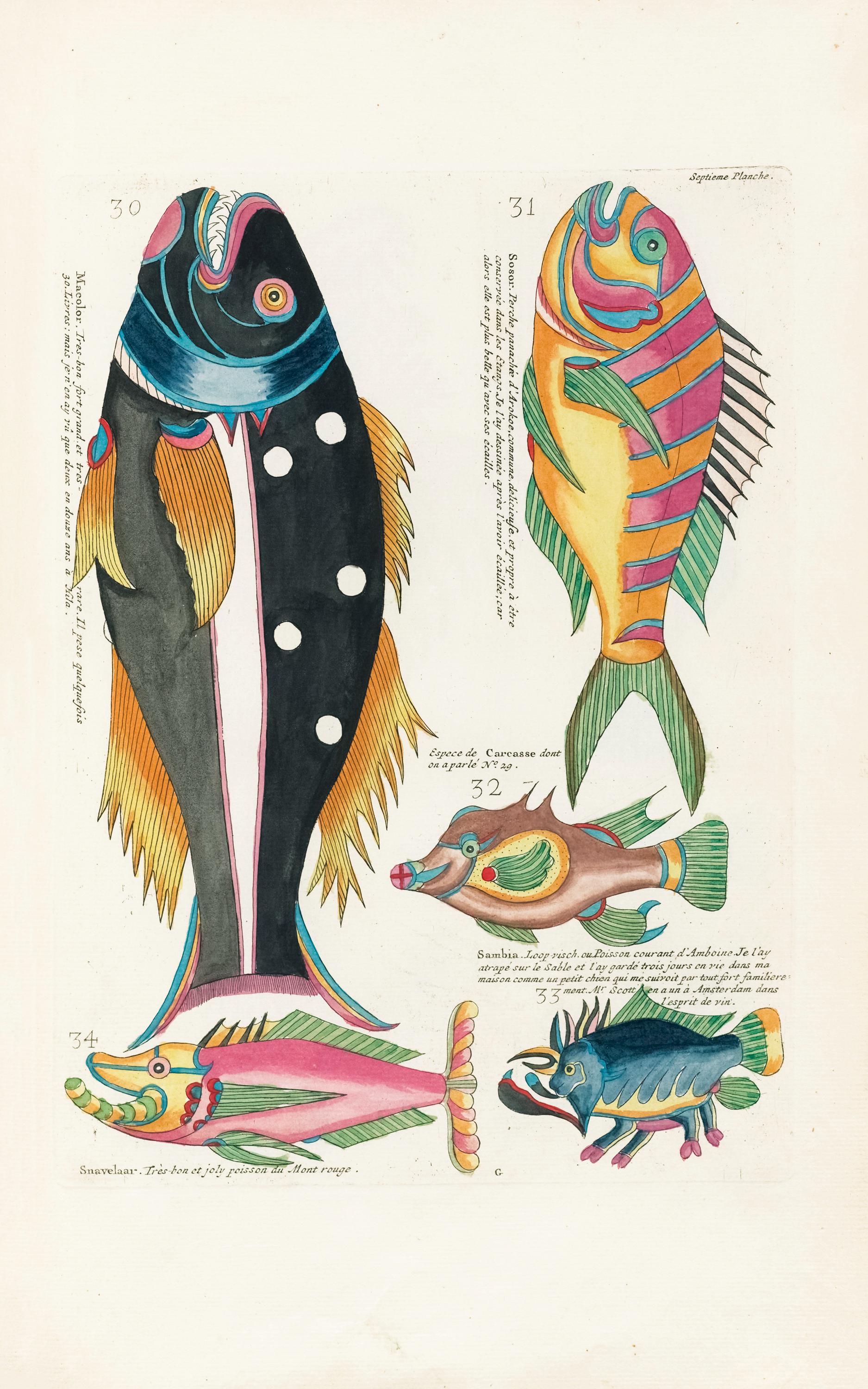 Rare Indian Sea Fish Natural History Plates Set 1 | 50 Vintage Images ...
