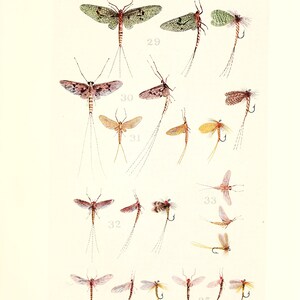 16 the Natural Trout Fly Fishing Flies Illustrations | Image Bundle ...