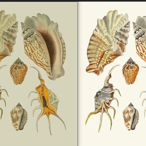 30 Vintage Shell Illustrations Plate Printable Wall Art Bundle Conch ...