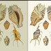 30 Vintage Shell Illustrations Plate Printable Wall Art Bundle Conch ...