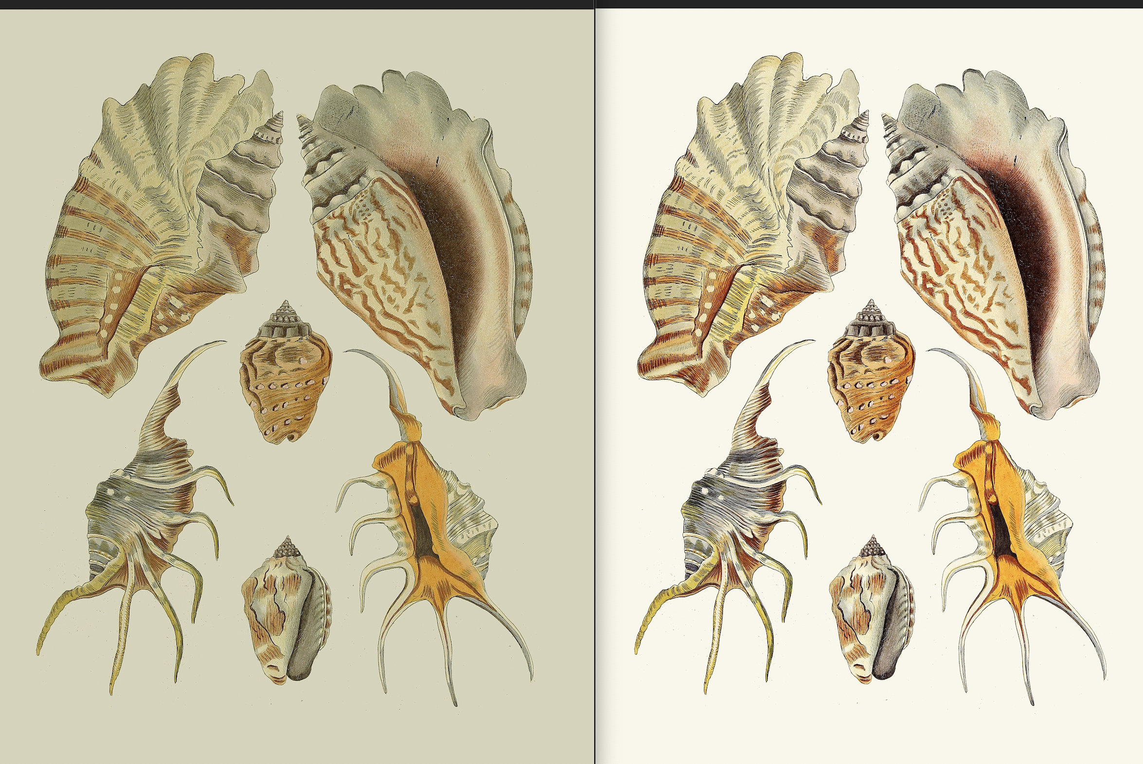30 Vintage Shell Illustrations Plate Printable Wall Art Bundle Conch ...