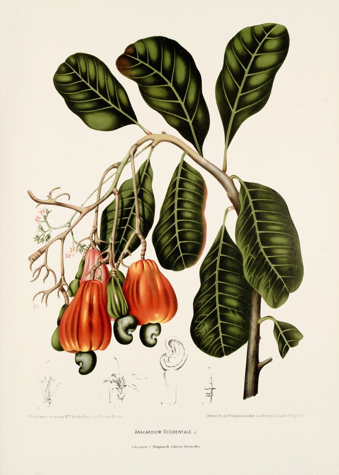 40 Beautiful Flowers Fruits of Java Botanical Illustrations | HQ Image ...