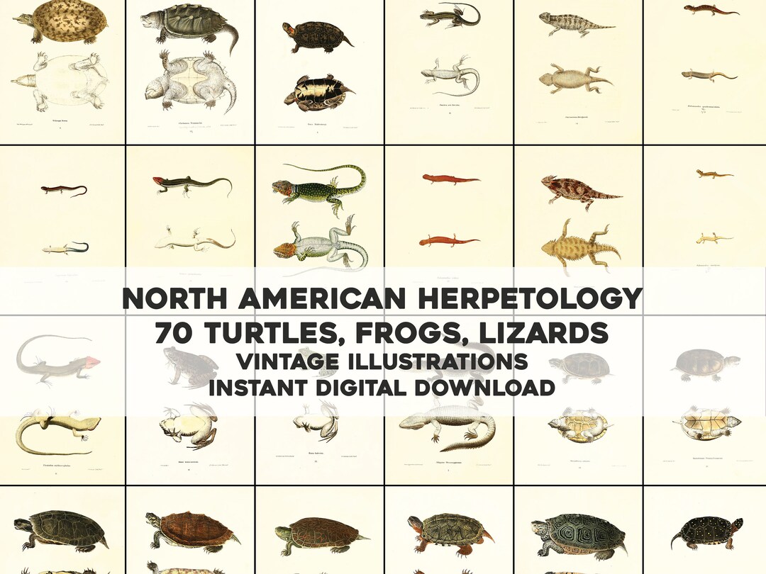 70 Frogs Turtles & Lizards N. American Herpetology | HQ Image Bundle ...
