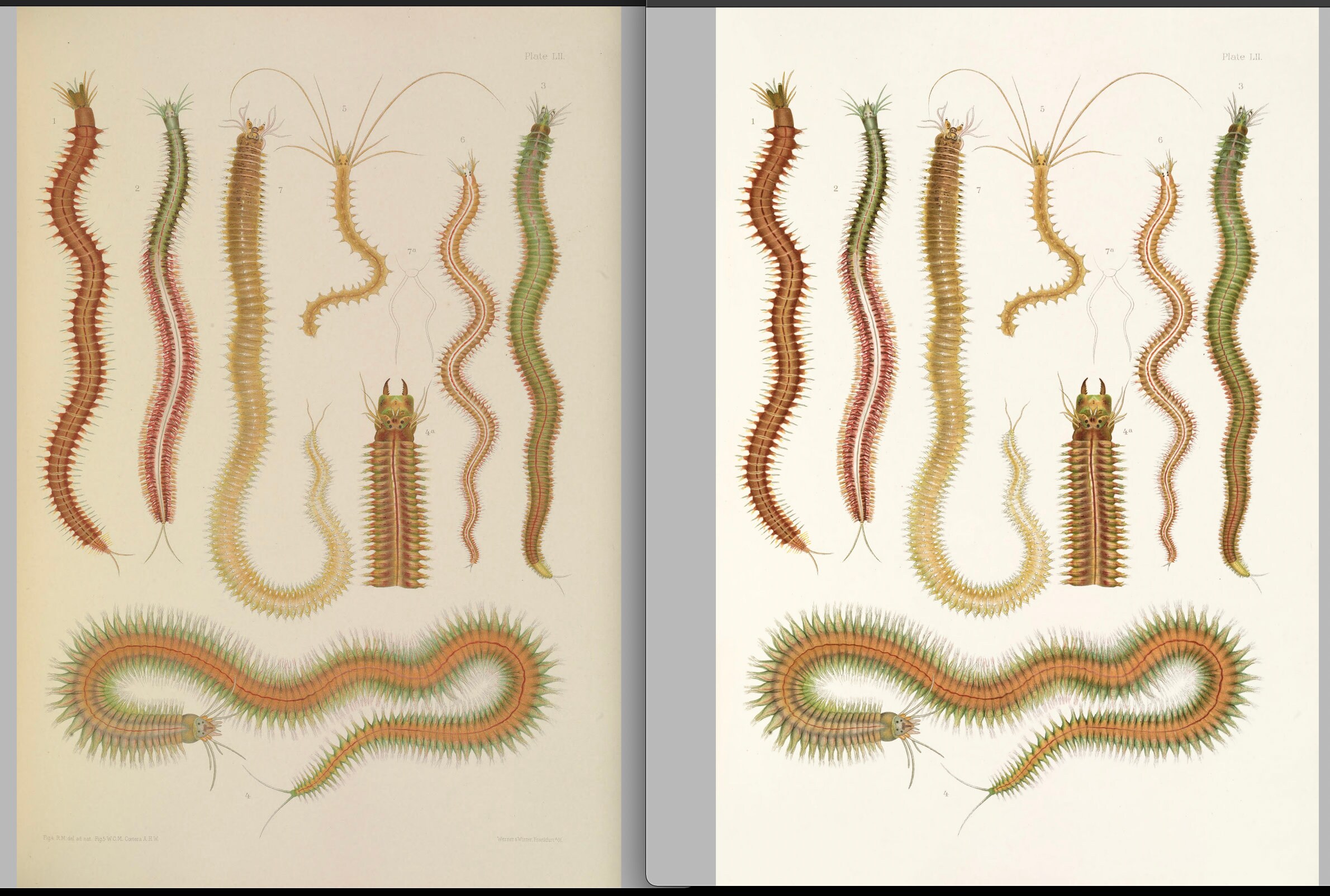 6 Marine Annelid Worm Biology Illustrations | HQ Image Bundle Printable ...
