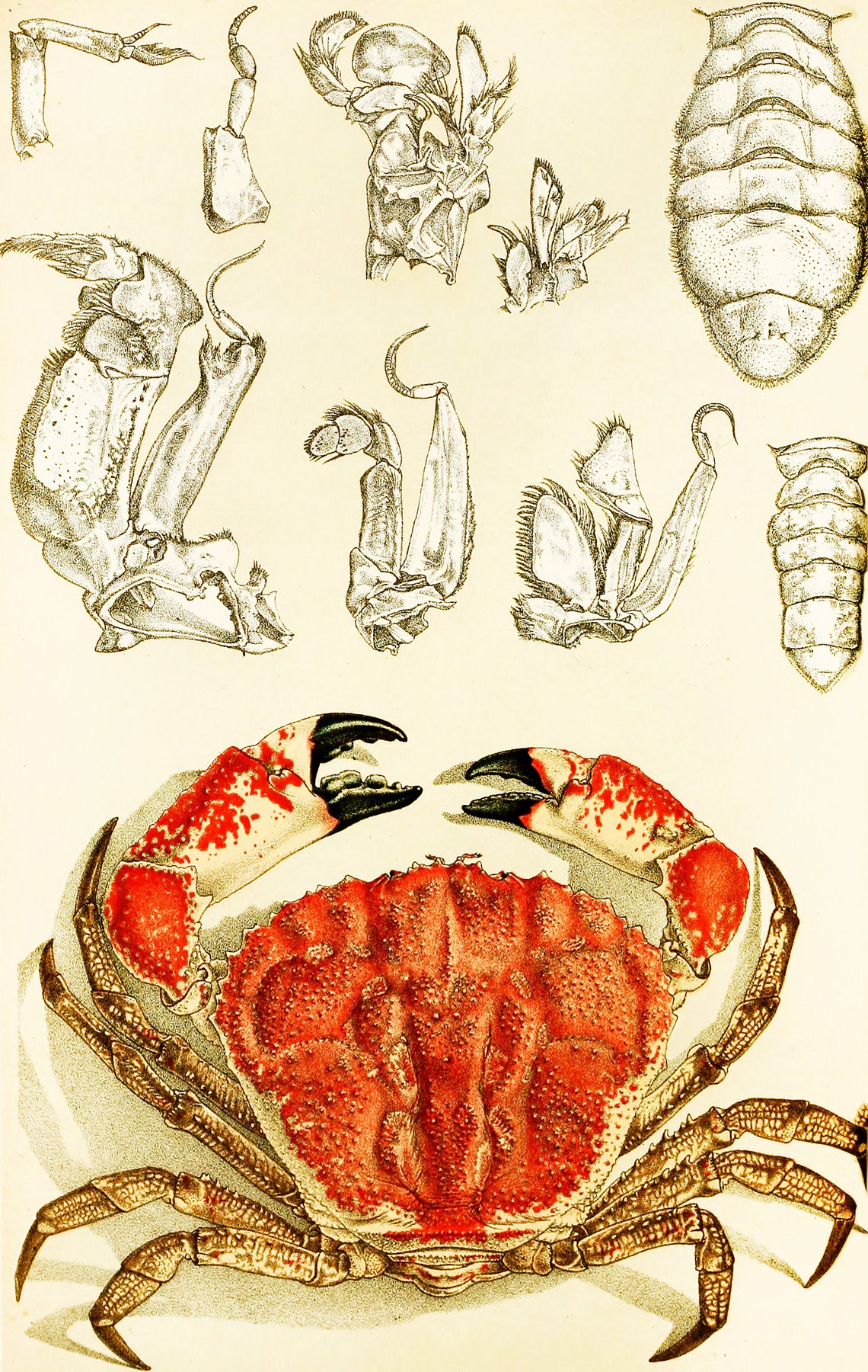 34 Natural History of Victoria Animal Illustrations High Resolution ...