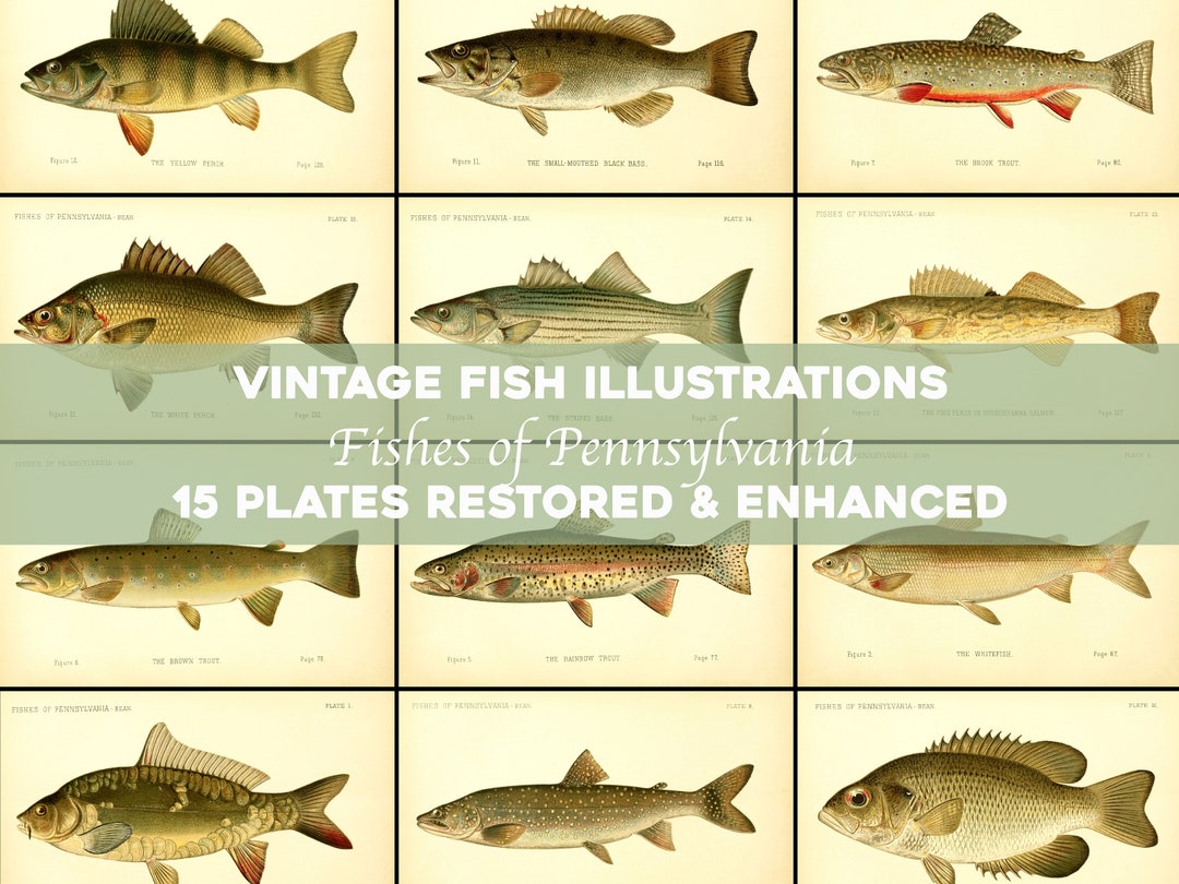 Fish Illustration Plates From Fishes of Pennsylvania Vintage Printable ...