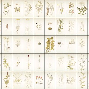 Austrian Flora Botanical Illustrations | 100 Stained Vintage Images ...
