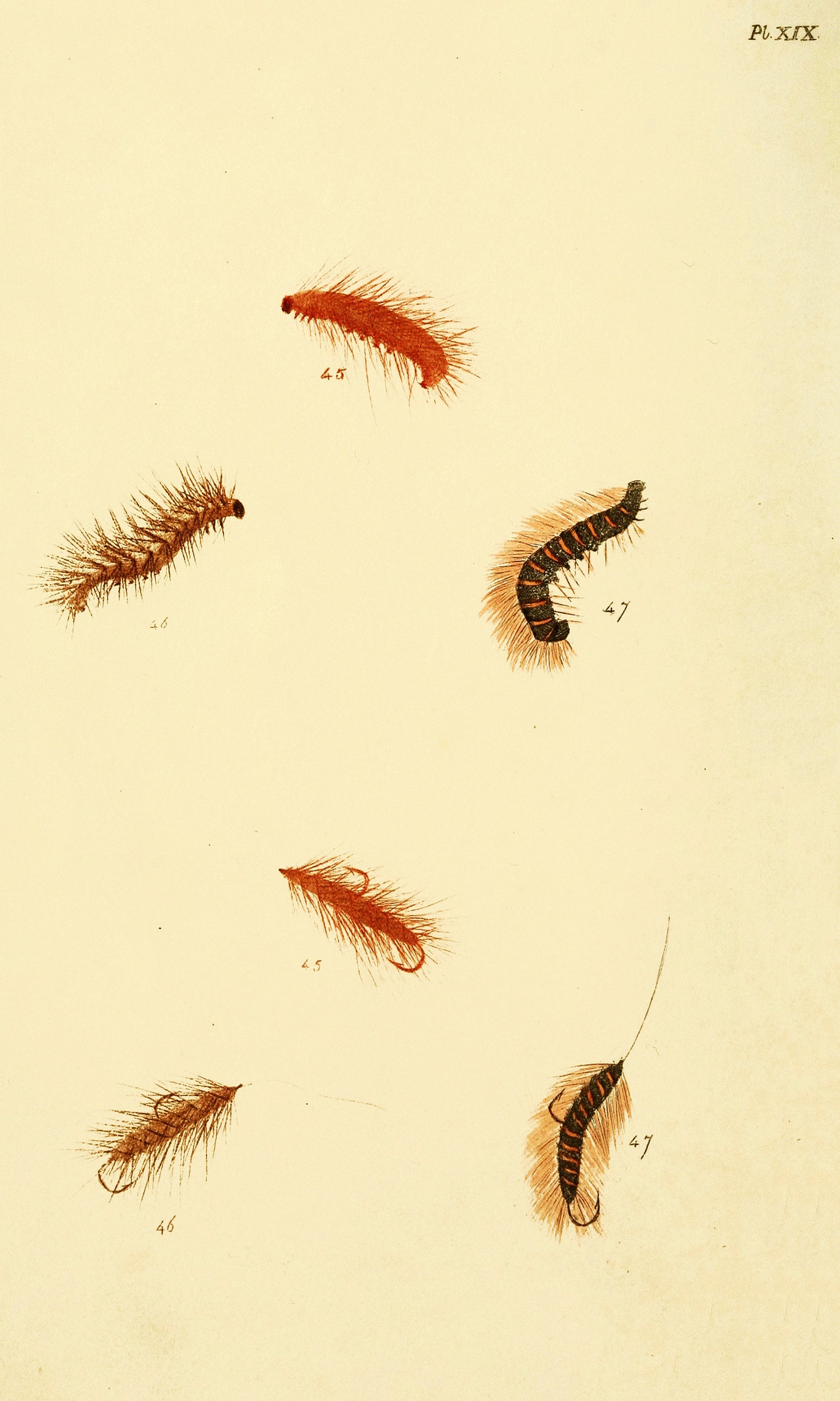 Fly Fisher's Entomology Vintage Trout Insect Illustrations | Image ...