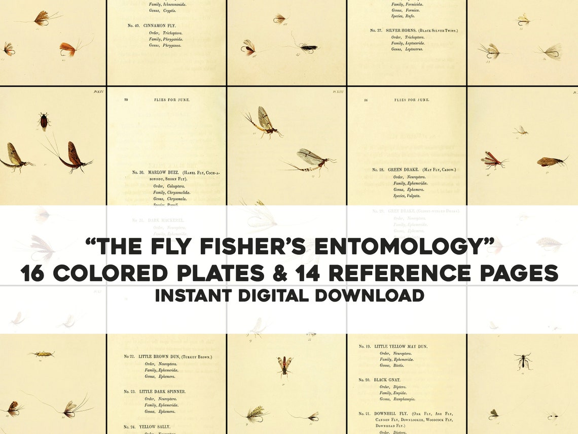 Fly Fisher's Entomology Vintage Trout Insect Illustrations | Image ...