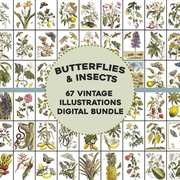 Fruit and Insect Botanical Art - Etsy