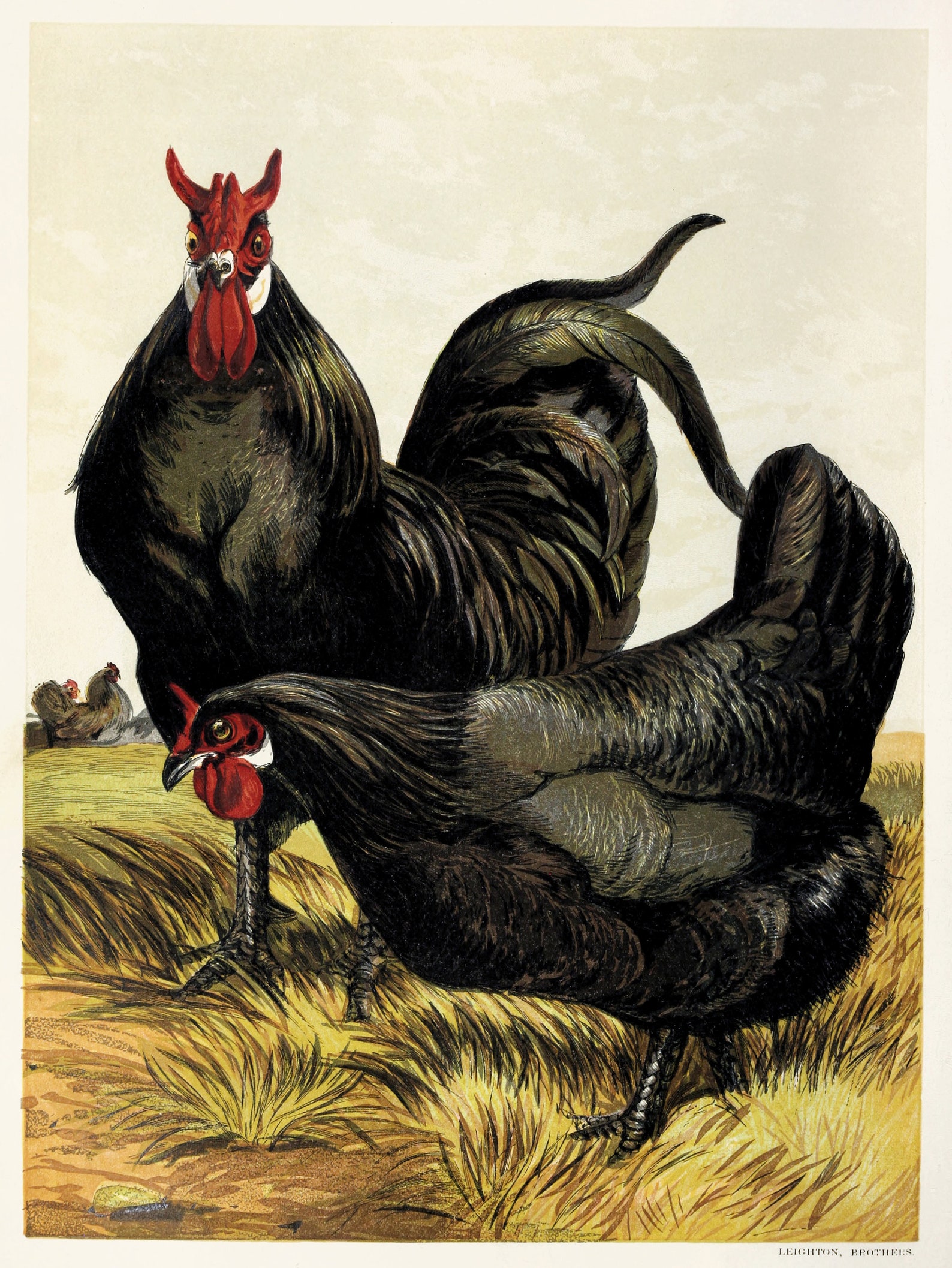 Complete Chicken Rooster Poultry Illustrations Printable Wall Art/high ...