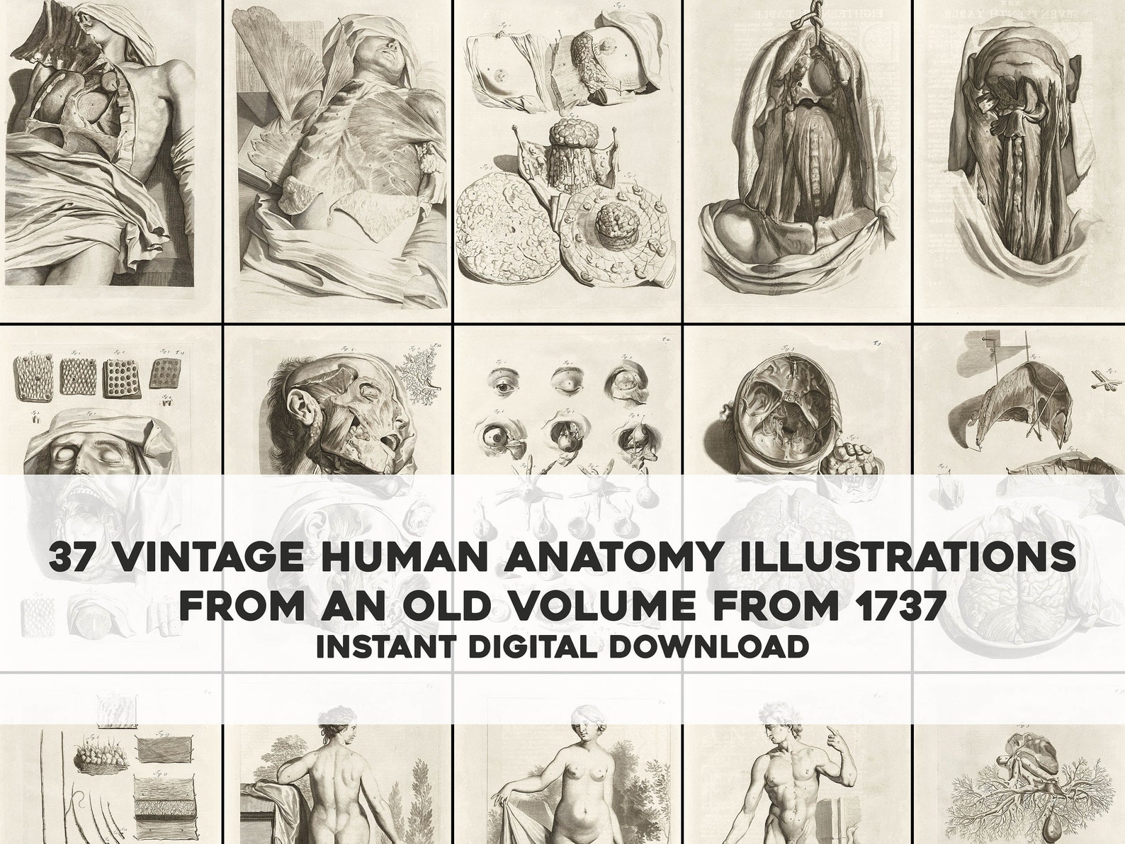 37 Amazing Anatomy of the Human Body After Life Illustrations | Image ...