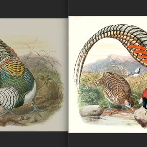 Gorgeous Pheasant Family Lithographs Vol 2 High Resolution Image ...