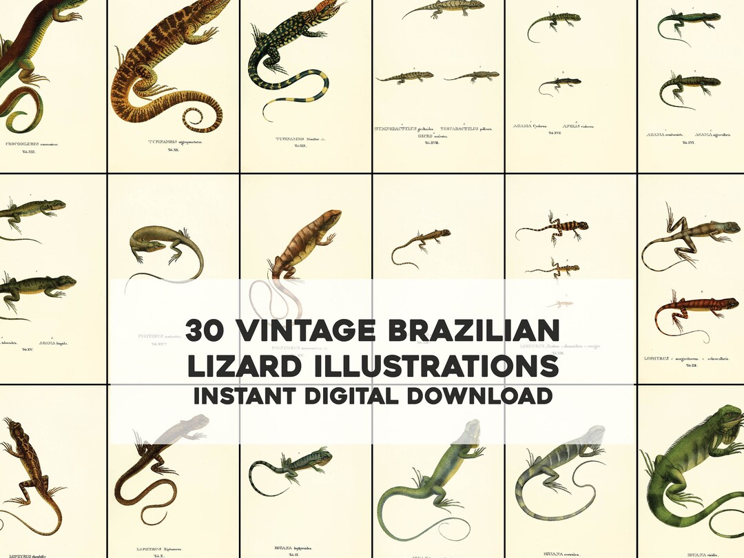 30 Brazilian Lizards South American Herpetology Illustrations | Image ...