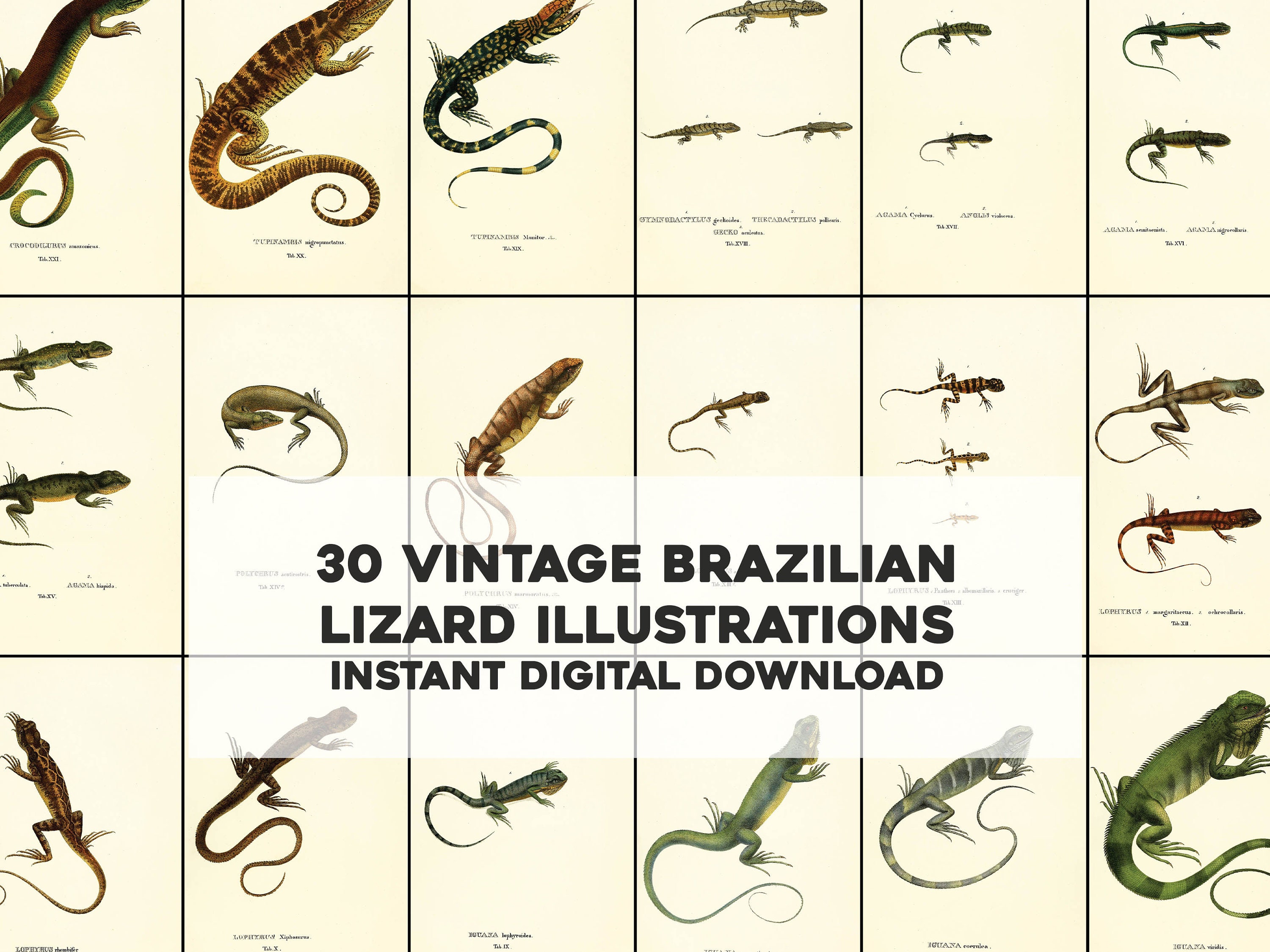 South American Reptiles