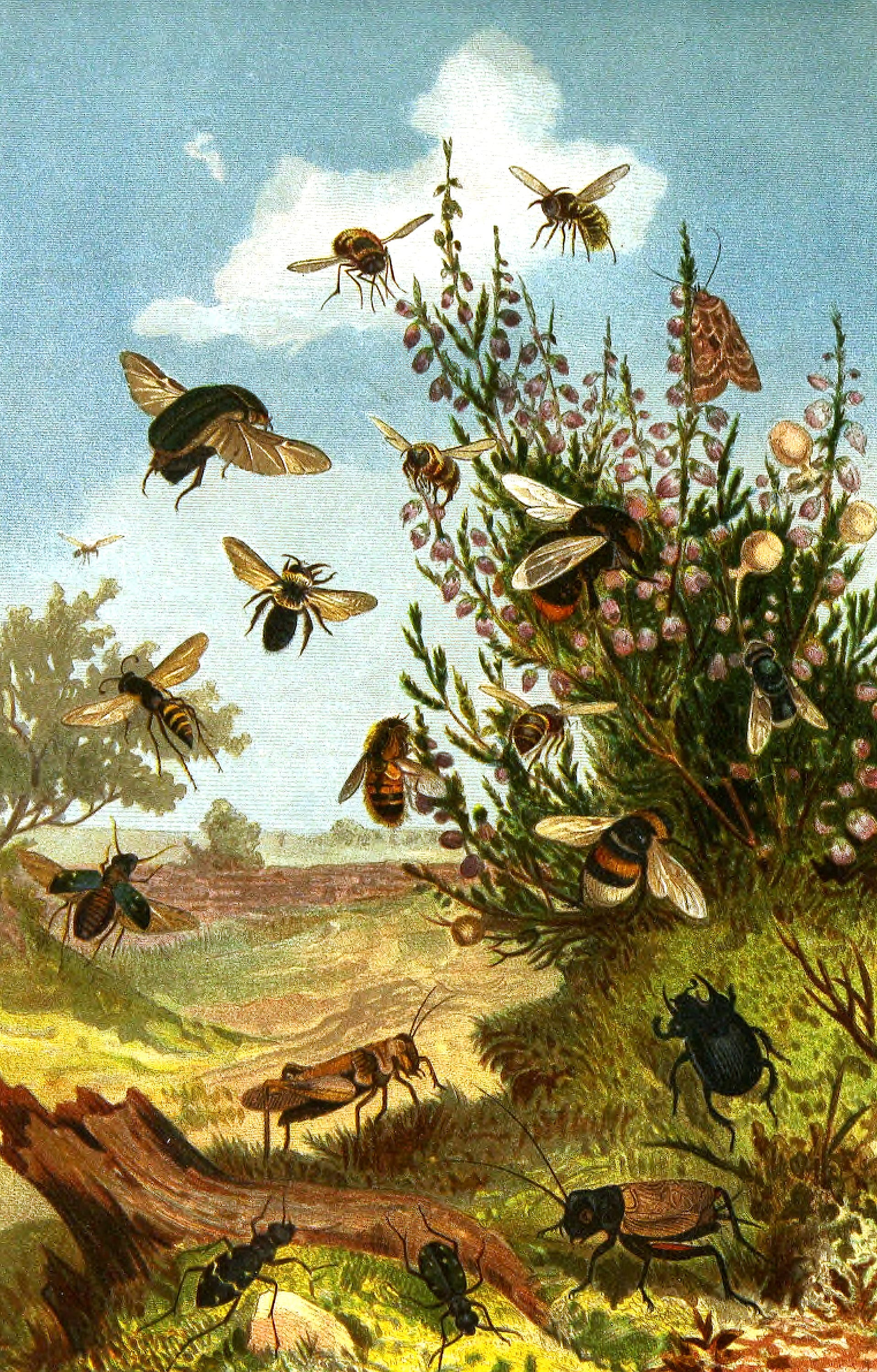 20 Awesome Insect Scenes and Illustrations Image Bundle - Etsy