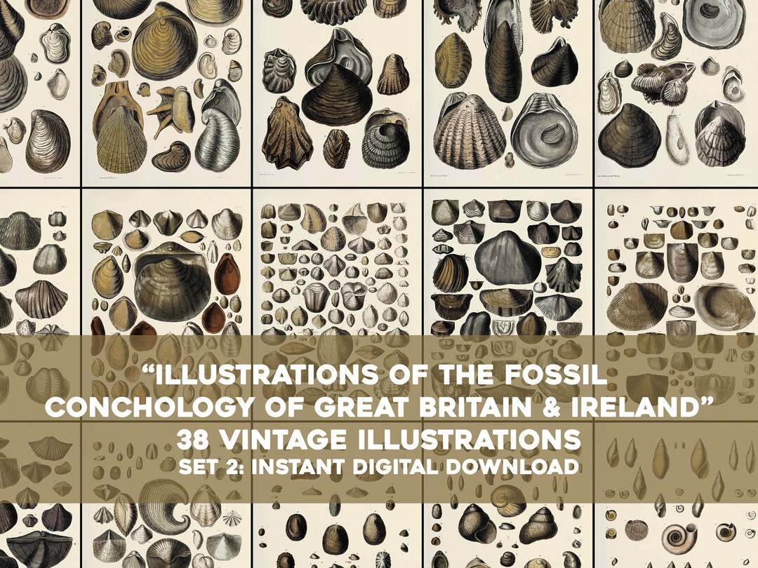 38 Fossil Conchology Shell Illustrations Natural History | Image Bundle ...