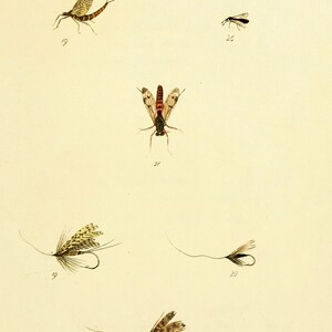 Fly Fisher's Entomology Vintage Trout Insect Illustrations | Image ...