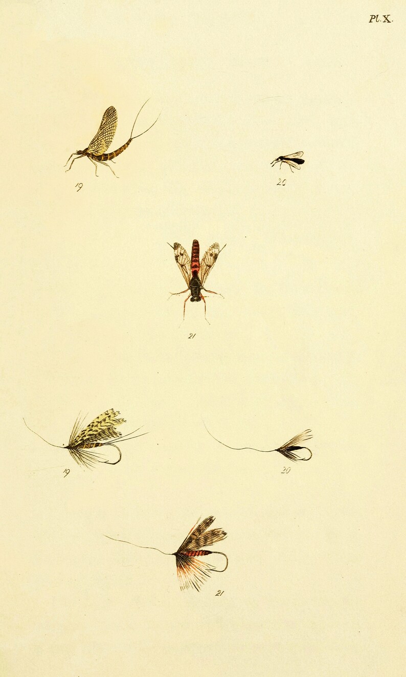 Fly Fisher's Entomology Vintage Trout Insect Illustrations | Image ...