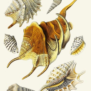 30 Vintage Shell Illustrations Plate Printable Wall Art Bundle Conch ...