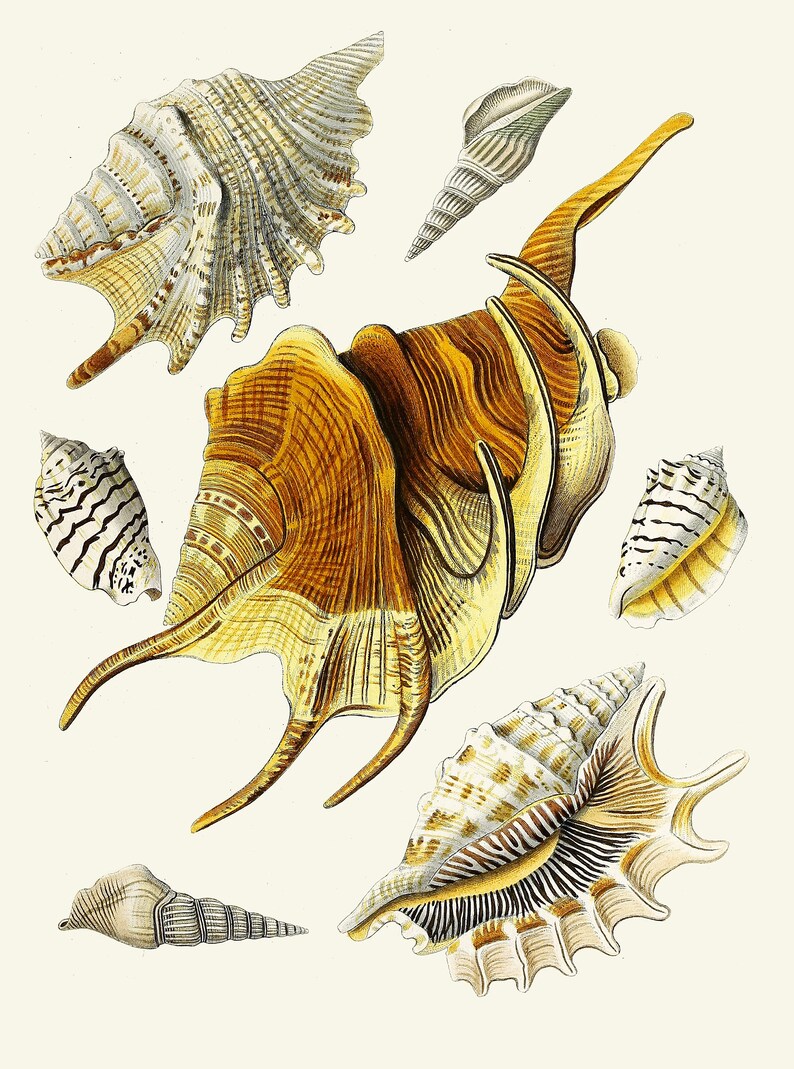 30 Vintage Shell Illustrations Plate Printable Wall Art Bundle - Etsy