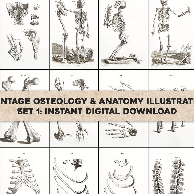 Human Anatomy Printable - Etsy