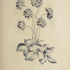 The Florist Black & White Botanical Illustrations | 60 Stained Vintage ...