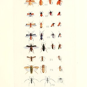 16 the Natural Trout Fly Fishing Flies Illustrations | Image Bundle ...