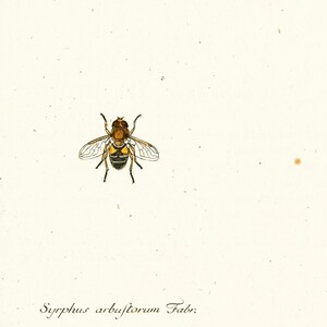 231 Cool Flies Fly Diptera Images Distressed Vintage | Image Bundle ...