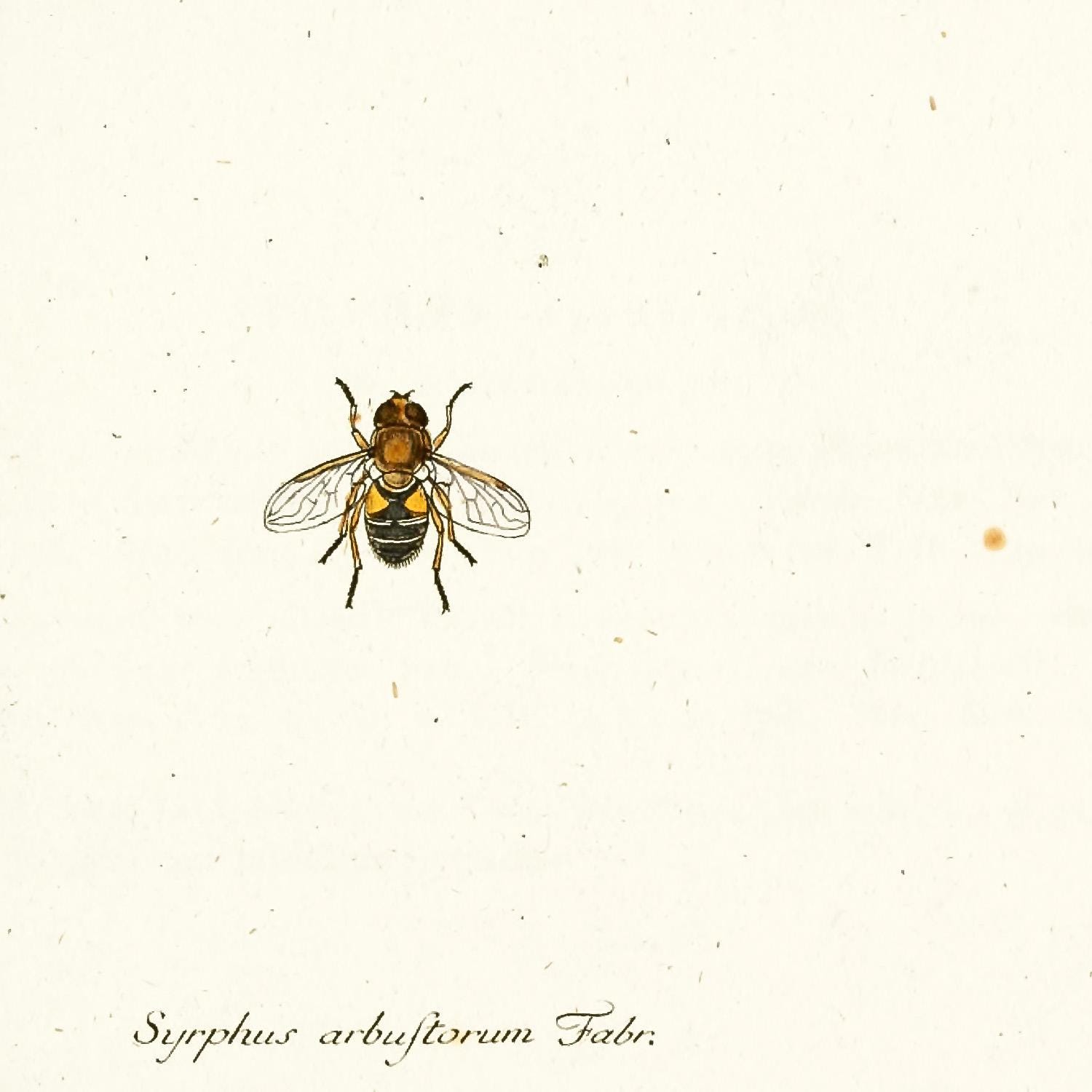 231 Cool Flies Fly Diptera Images Distressed Vintage | Image Bundle ...