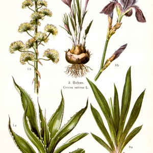 German Herbal Book Medicinal Plants Set 1 - 43 Botanical Images | Image ...