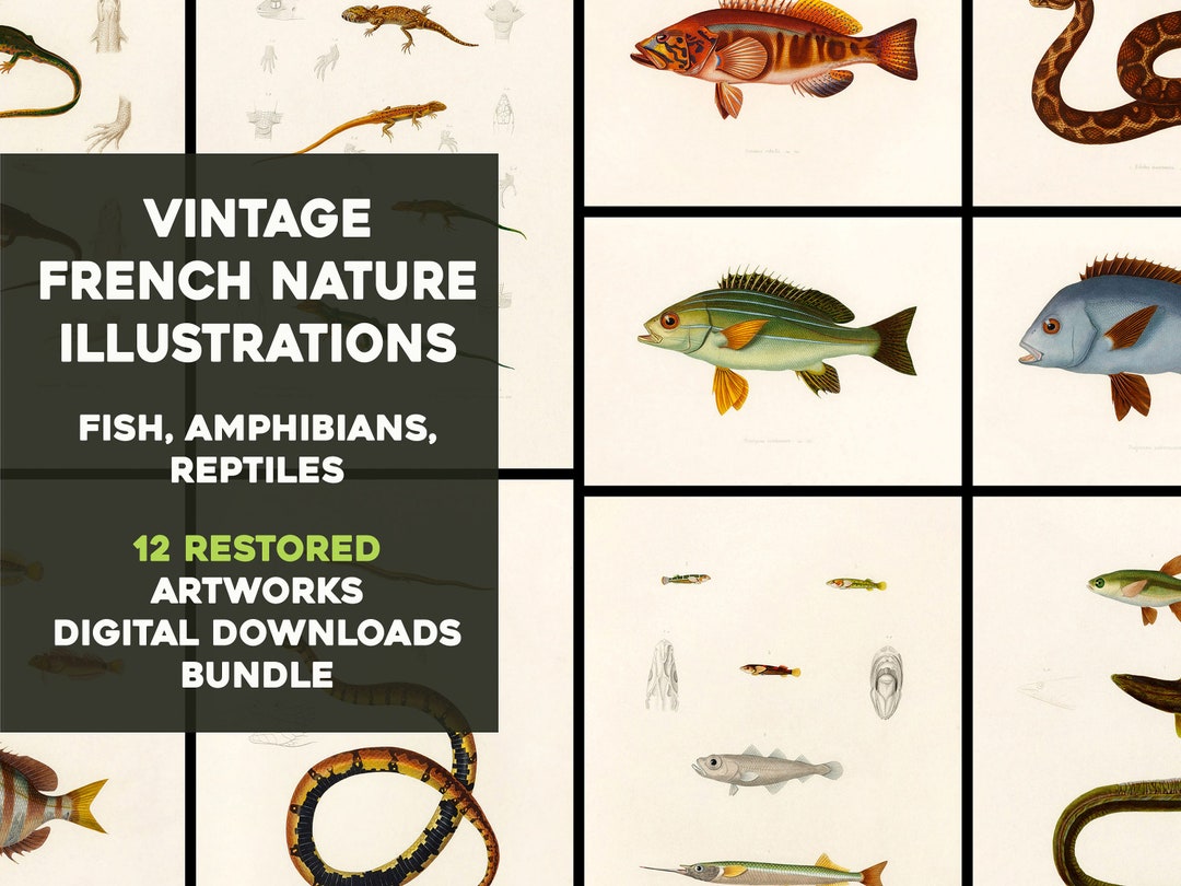 12 Cool Amphibians Reptiles & Fish Illustration Plates Vintage ...