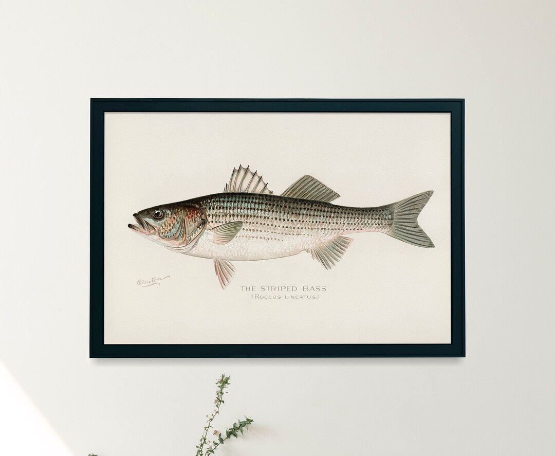 Striped Bass Striper Fish Illustration Print | Single Printable Wall ...