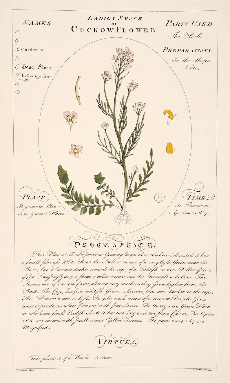 56 Gorgeous Botanicum Medicinale Illustrations Description and - Etsy