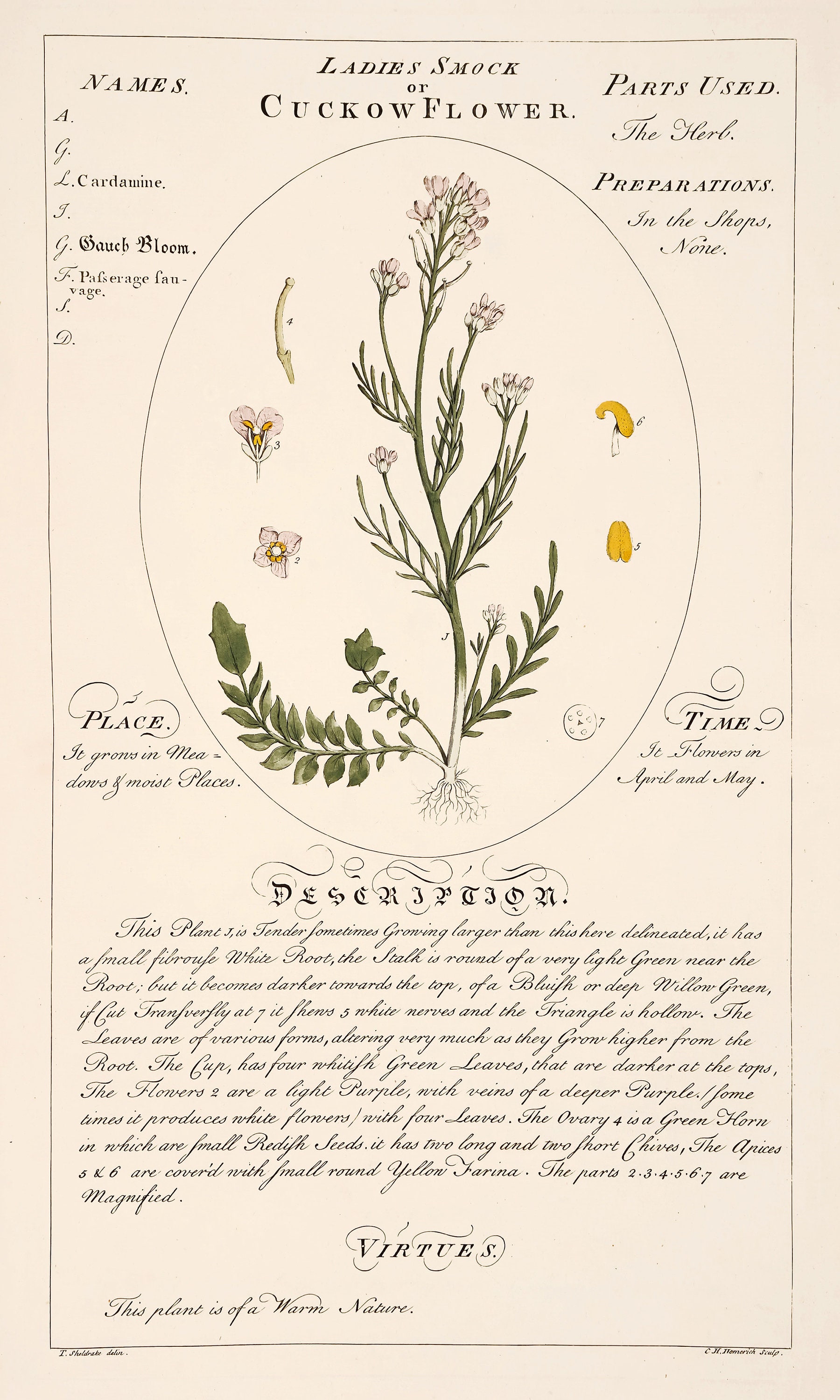 56 Gorgeous Botanicum Medicinale Illustrations Description and - Etsy