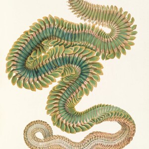 6 Marine Annelid Worm Biology Illustrations | HQ Image Bundle Printable ...