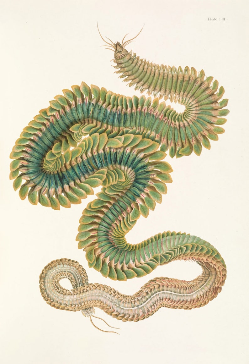 6 Marine Annelid Worm Biology Illustrations | HQ Image Bundle Printable ...