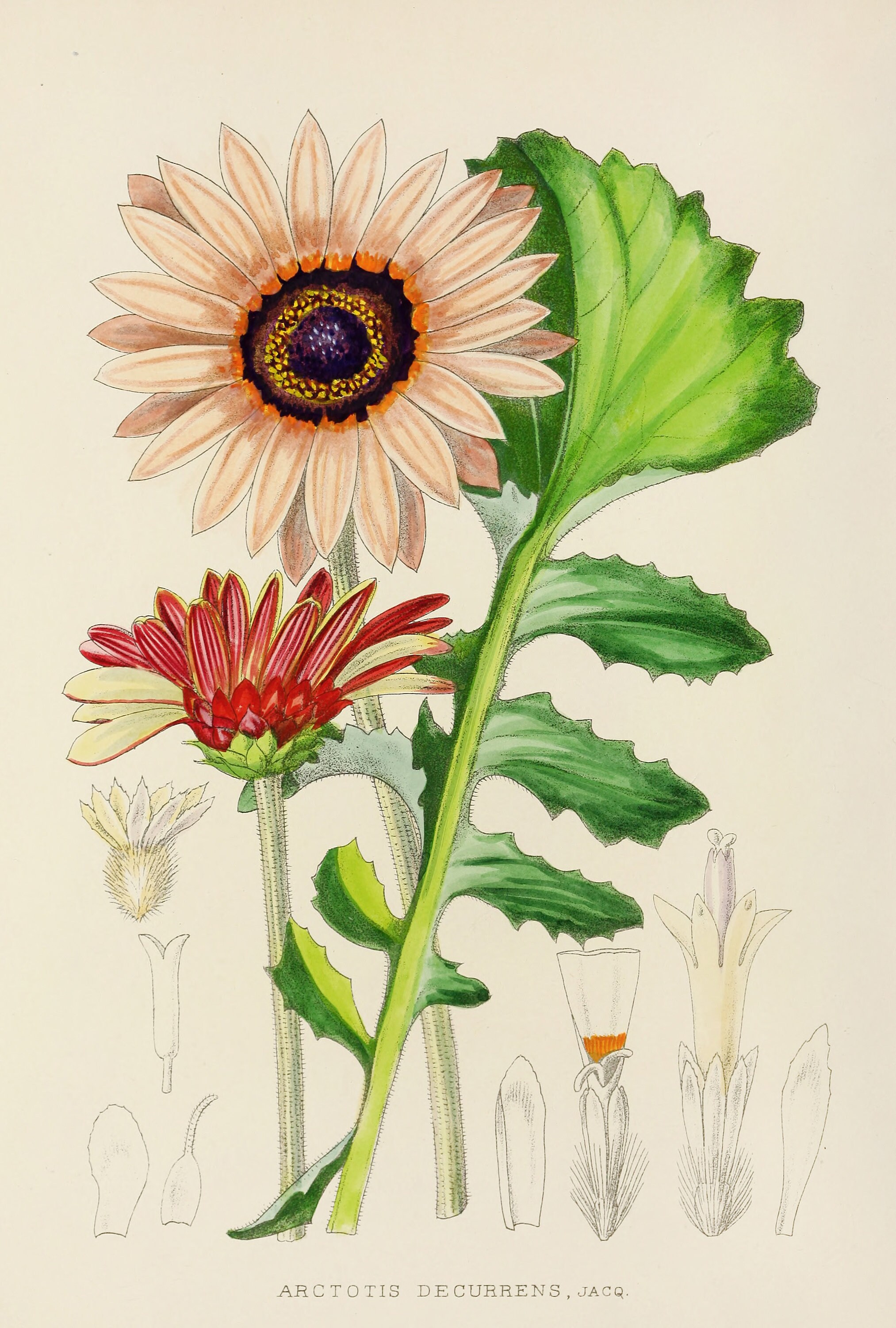 South African Flowers Plants Illustrations Printable Wall Art - Etsy