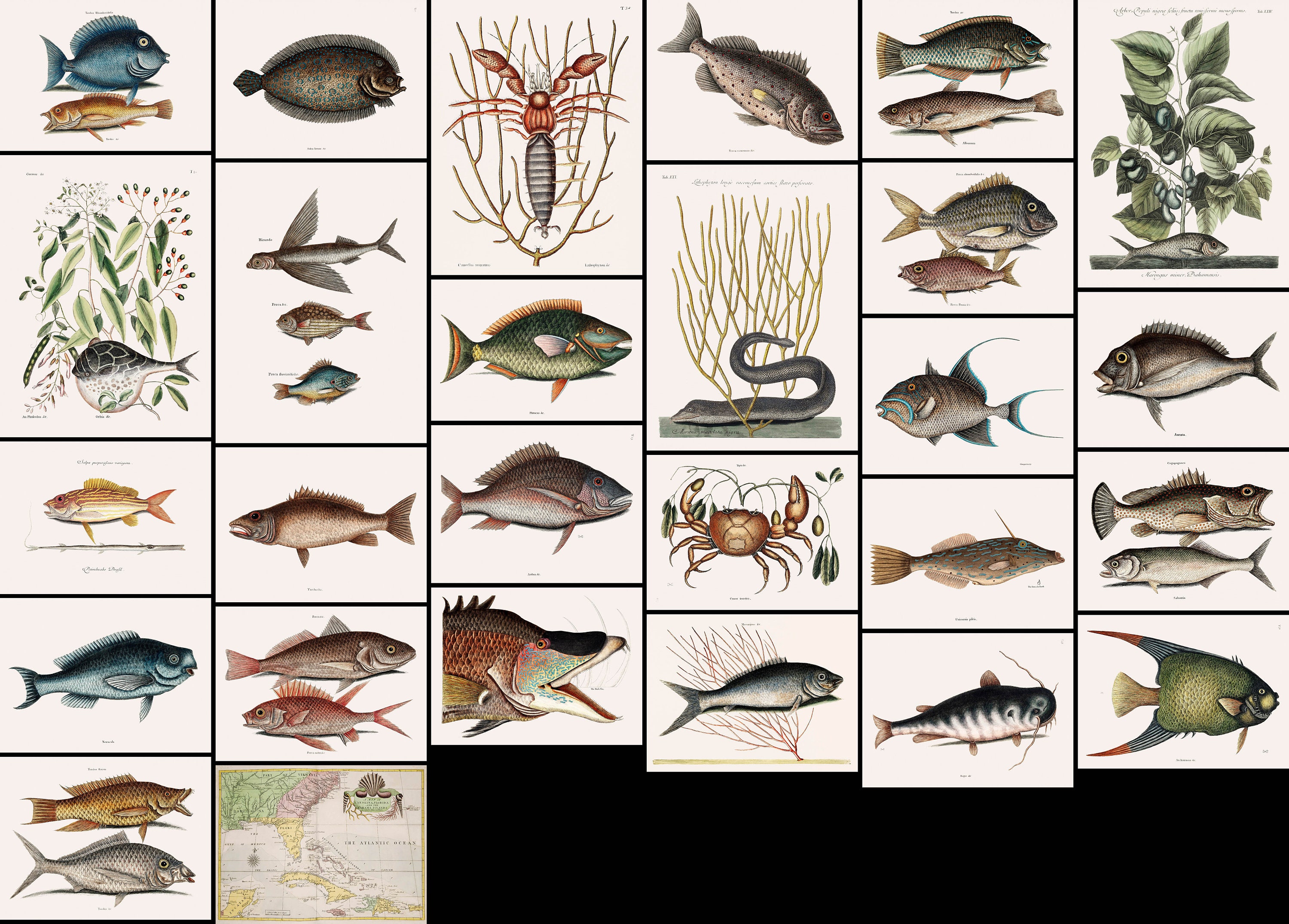 Fish Illustration Plates Natural History of Carolina | Etsy