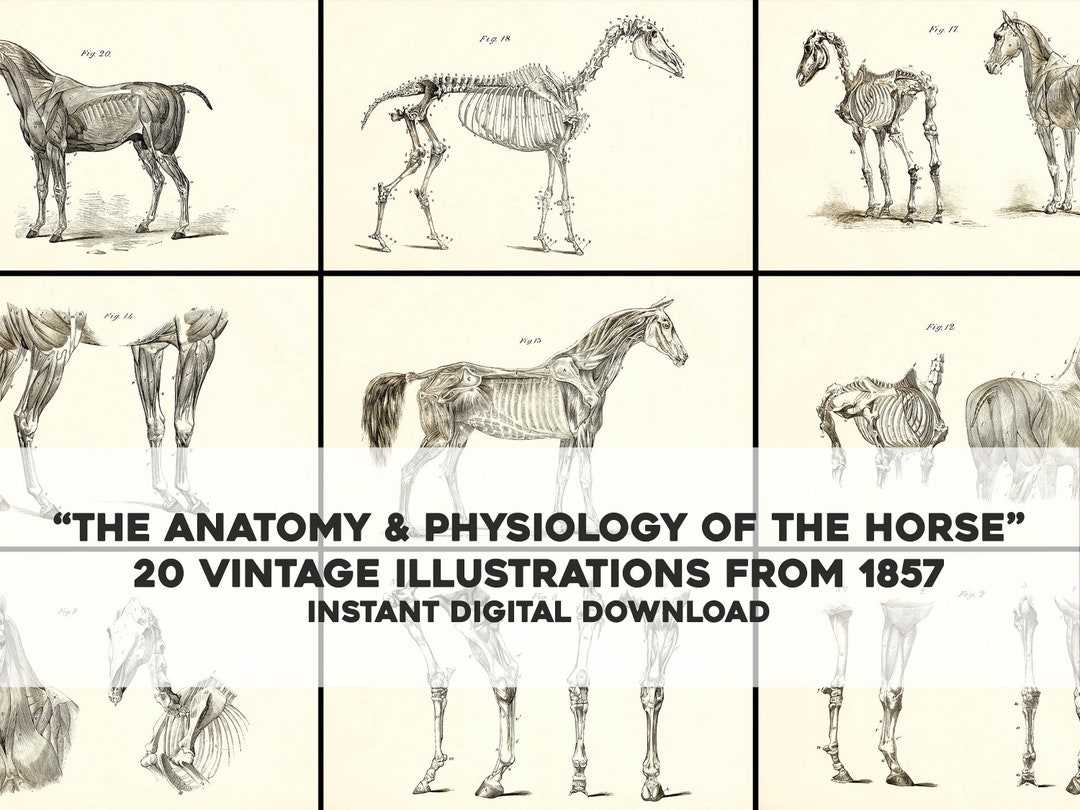 20 Veterinary Biology Plates: "the Anatomy & Physiology of the Horse ...