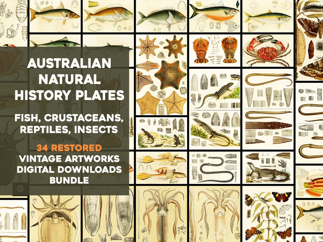 34 Natural History of Victoria Animal Illustrations High Resolution ...