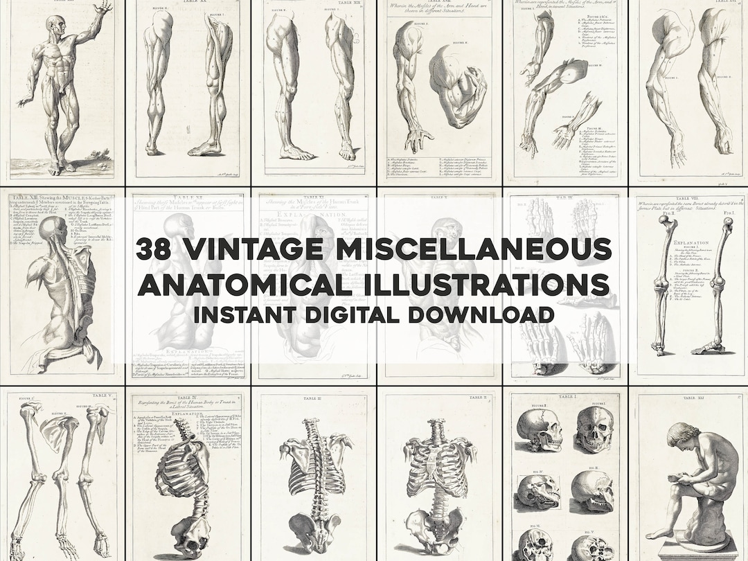 38 Various Human Anatomical Illustrations Biology Physiology Medical ...