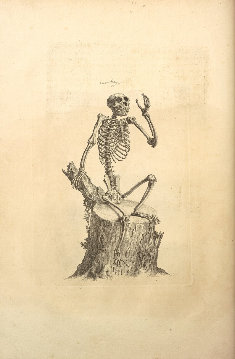 50 Stained Vintage Anatomy of Bones Illustrations Image - Etsy