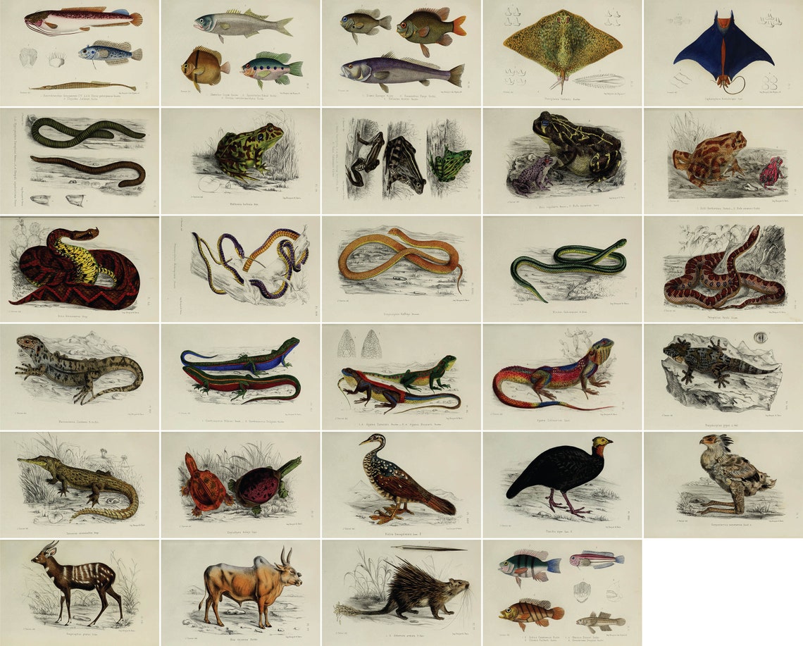 Vertebrate Fauna of Africa | 75 Images Bundle Printable Wall Art Bundle ...