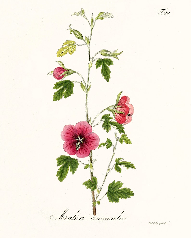 30 Royal Botanic Garden of Berlin Flower Botanical - Etsy
