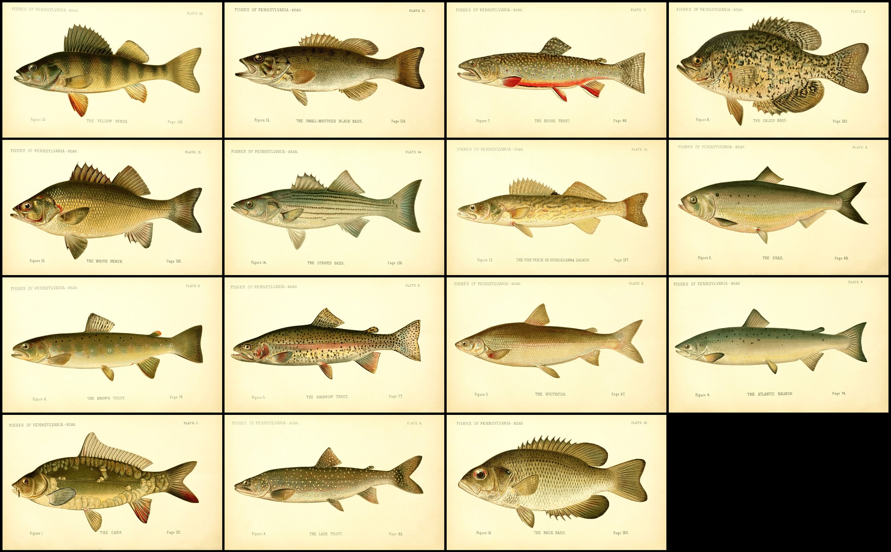 Fish Illustration Plates From Fishes of Pennsylvania Vintage - Etsy