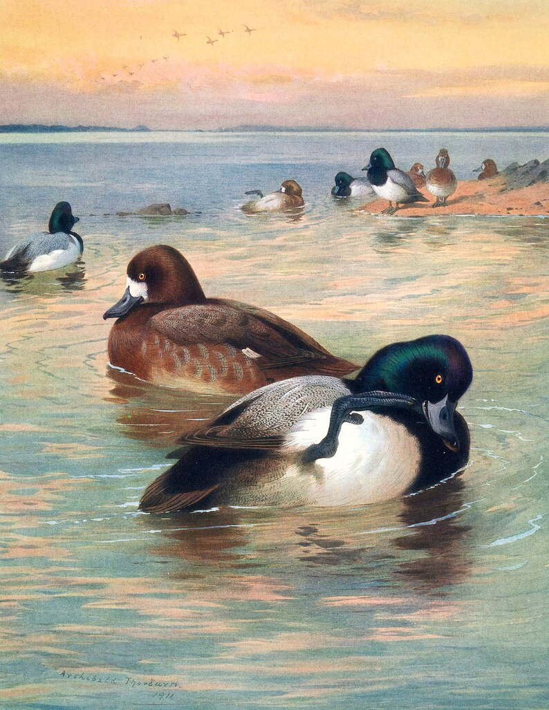 38 Amazing Illustrations Ducks Waterfowl Game & Prey Birds | HQ Image ...